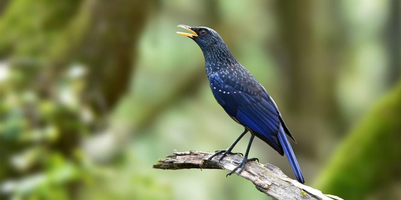 Naina Devi Bird Reserve Nainital (Entry Fee, Timings, Images & Location ...